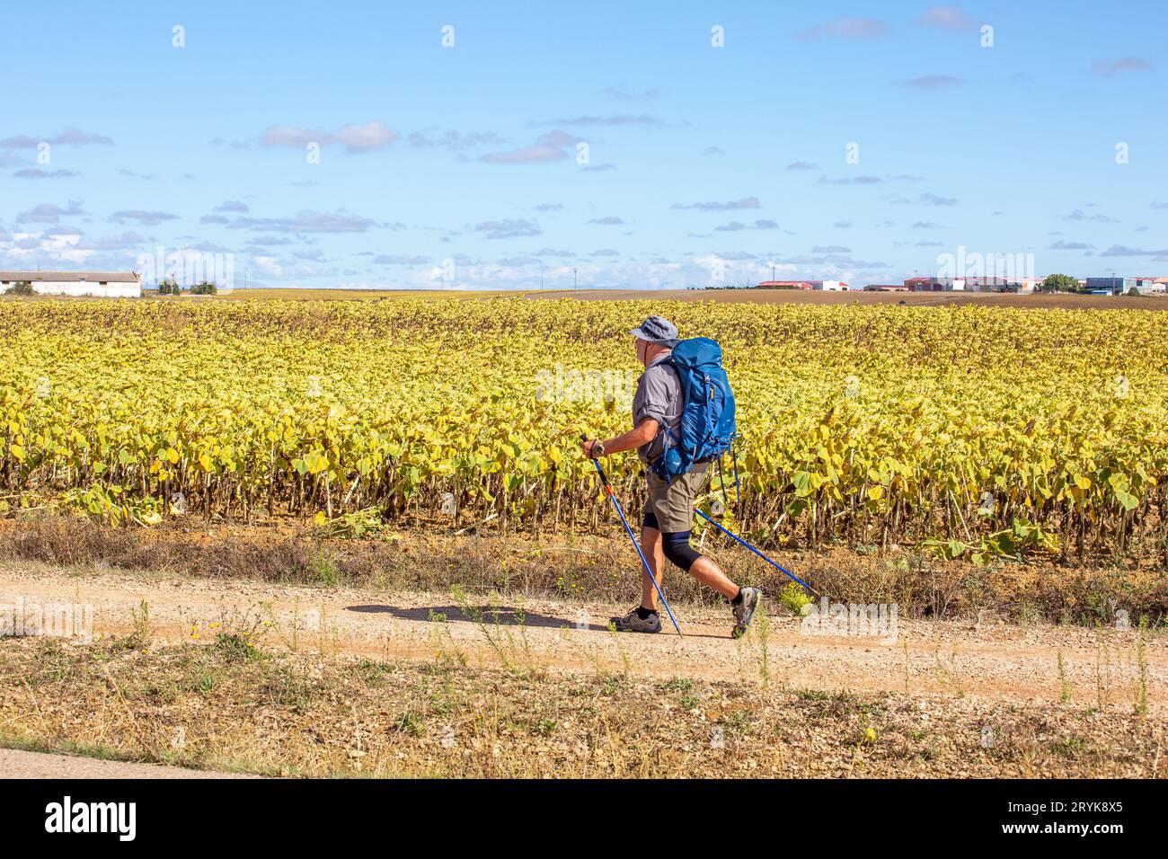 Pilgrims on the Camino de Santiago the way of St James pilgrimage route ...