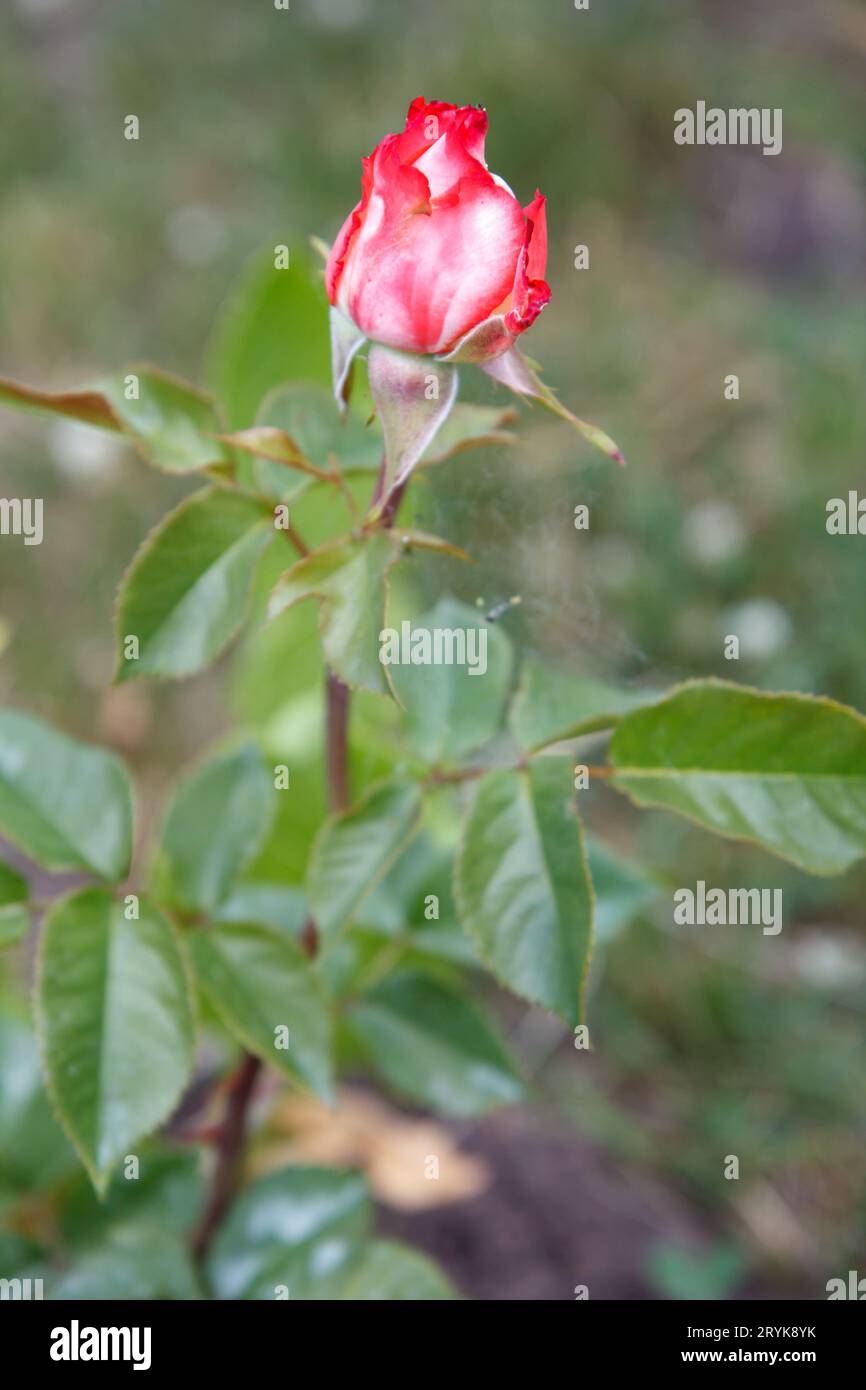 Red rose bud on a long stem with leaves on the blurred background Stock ...