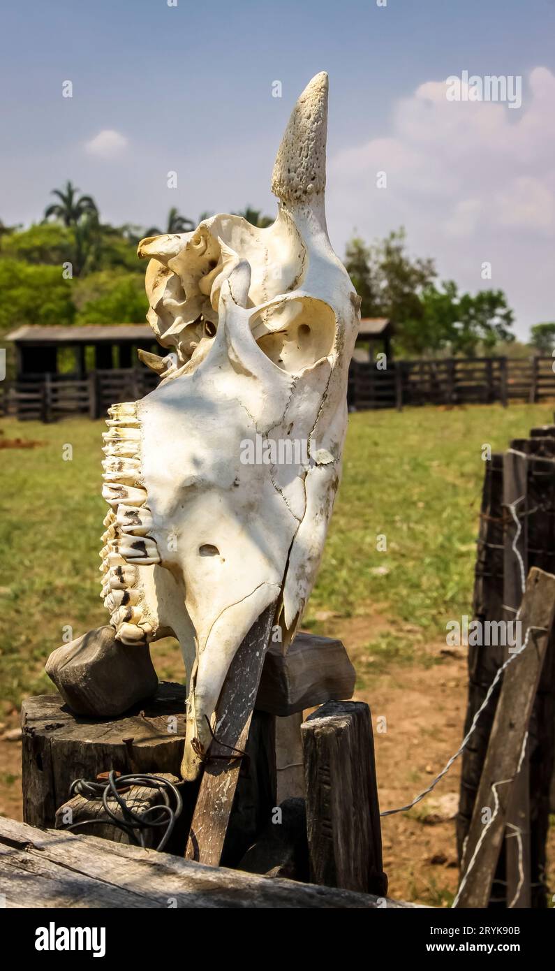 Old scull hi-res stock photography and images - Alamy
