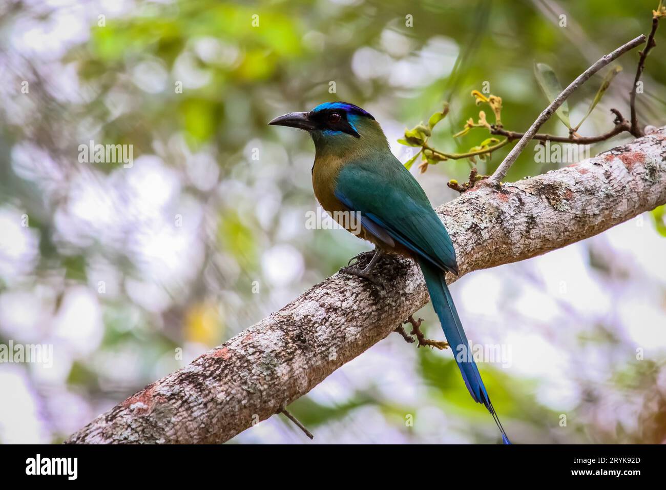 Blue-crowned motmot perched on a branch, Chapada dos Guimaraes, Brazil ...