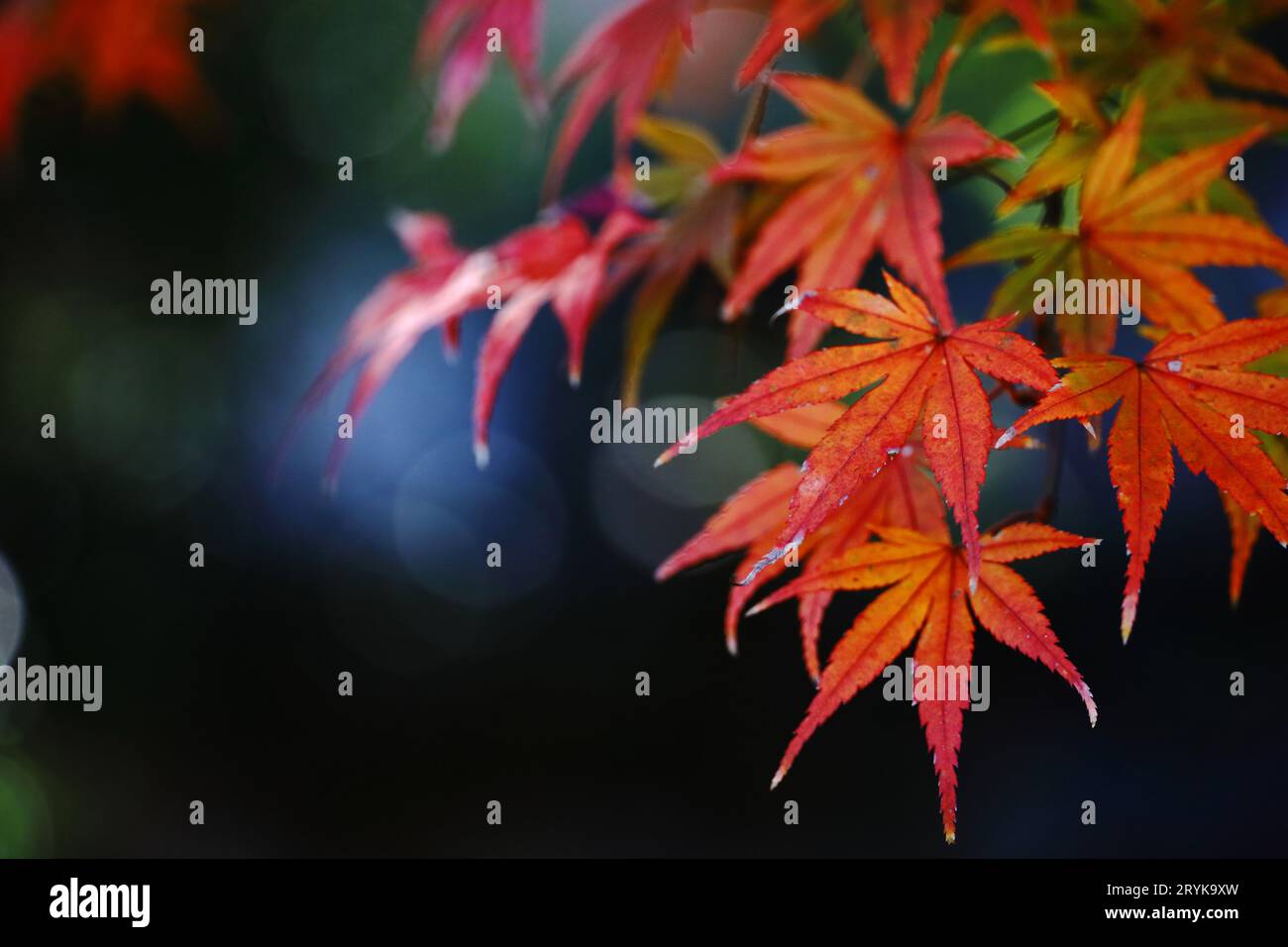 Close up photo of a maple leaf that turned red in autumn season Stock ...