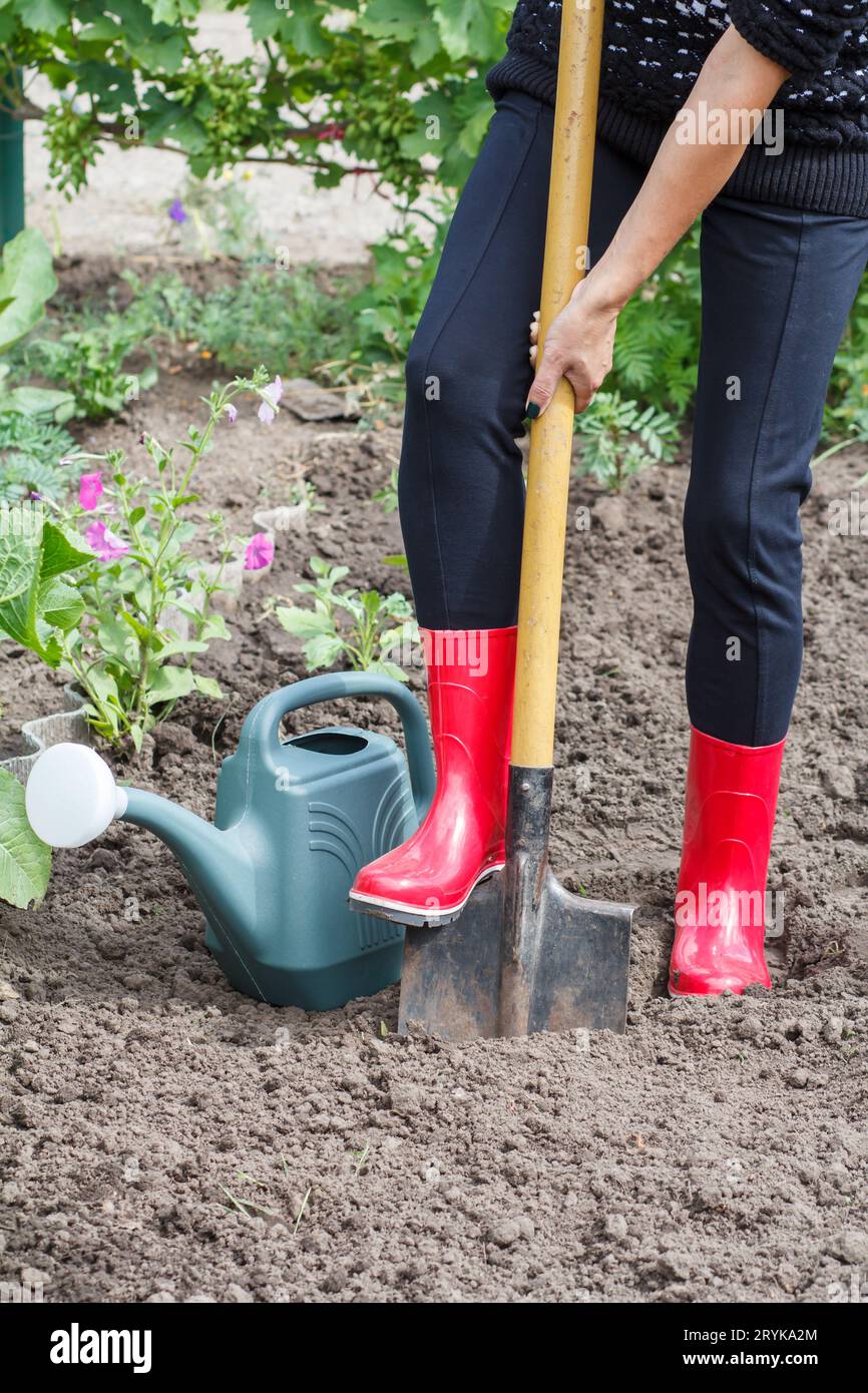Gardener is digging soil on a bed. Female farmer digs in the garden ...