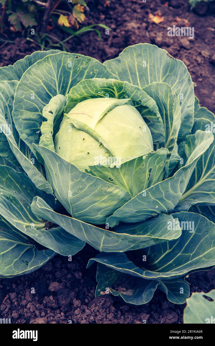 Green cabbage head on the garden bed Stock Photo - Alamy