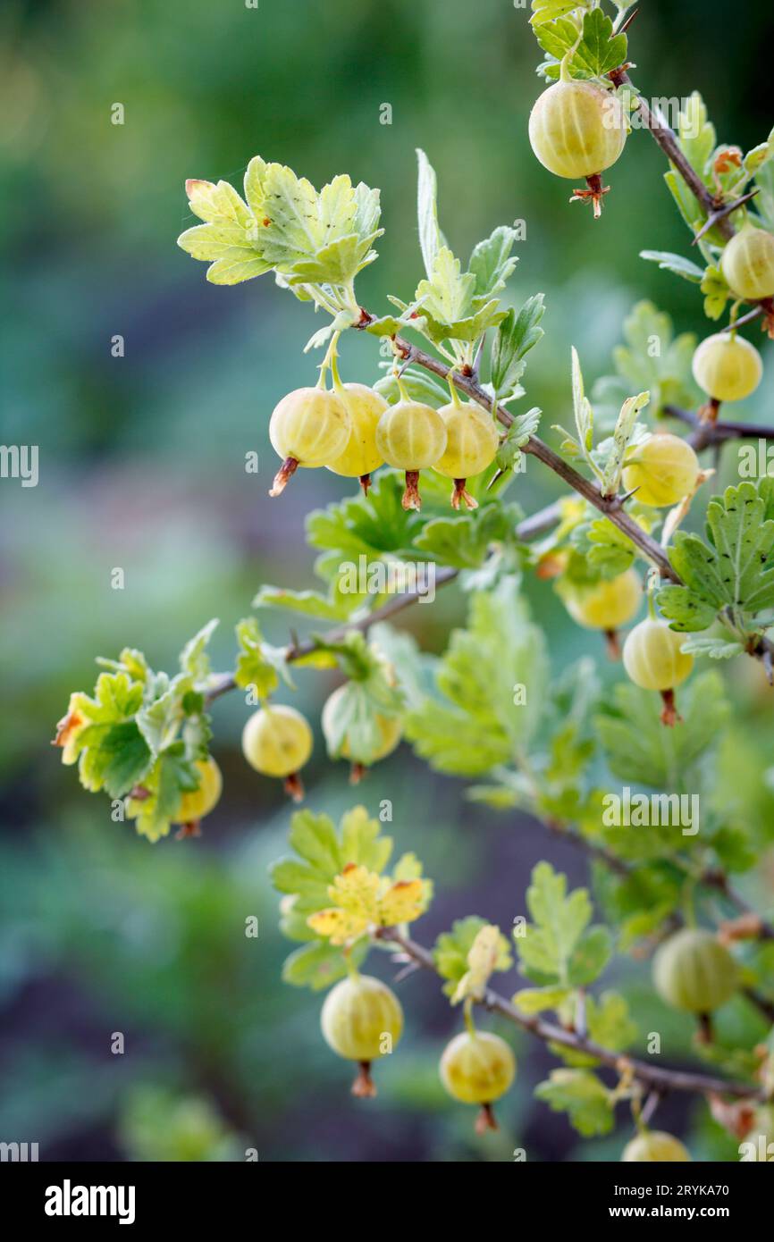 Ripe gooseberries growing on the bush in the garden Stock Photo - Alamy