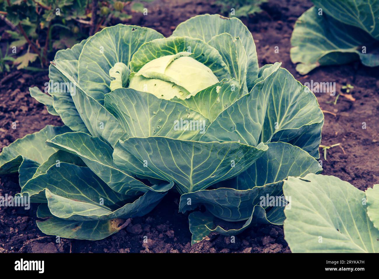 Head cabbage on bed hi-res stock photography and images - Alamy