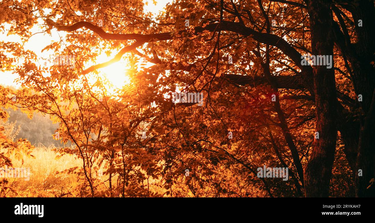 Autumn nature background forest sunrise trees Stock Photo - Alamy