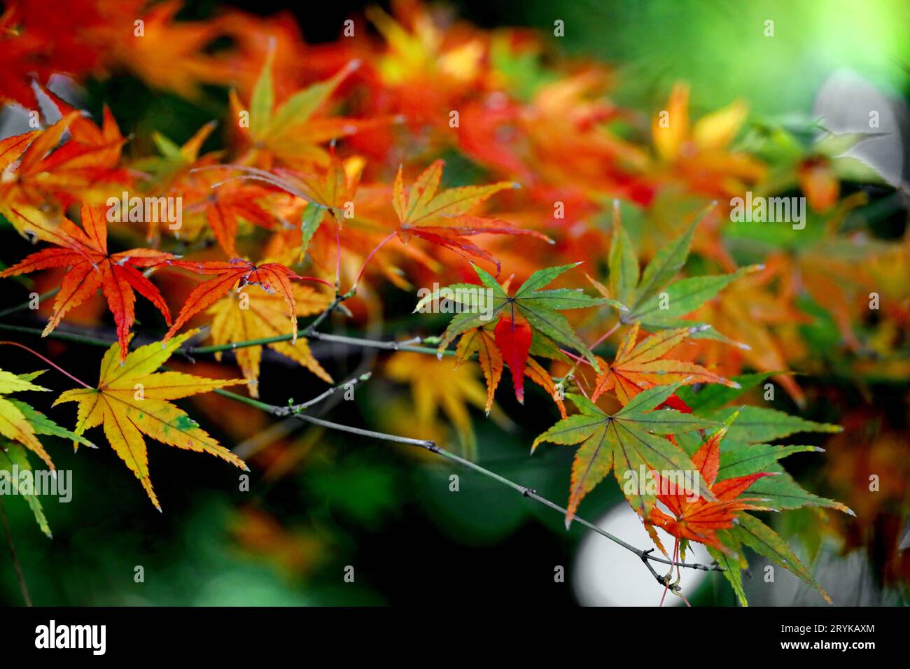 Close up photo of a maple leaf that turned red in autumn season Stock ...