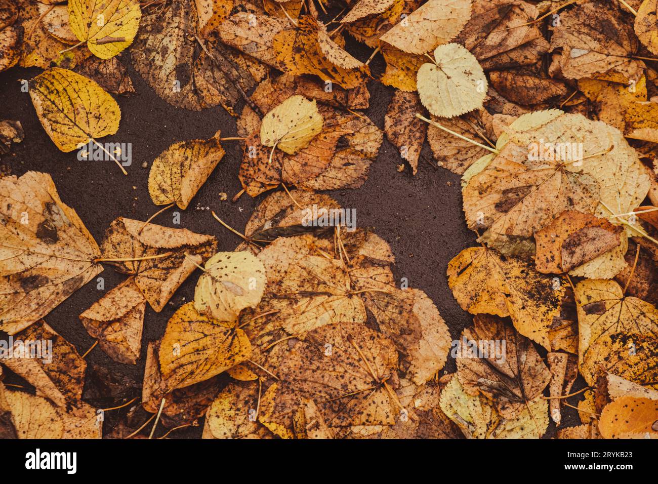Colorful falling autumn leaves pattern background. View through the ...