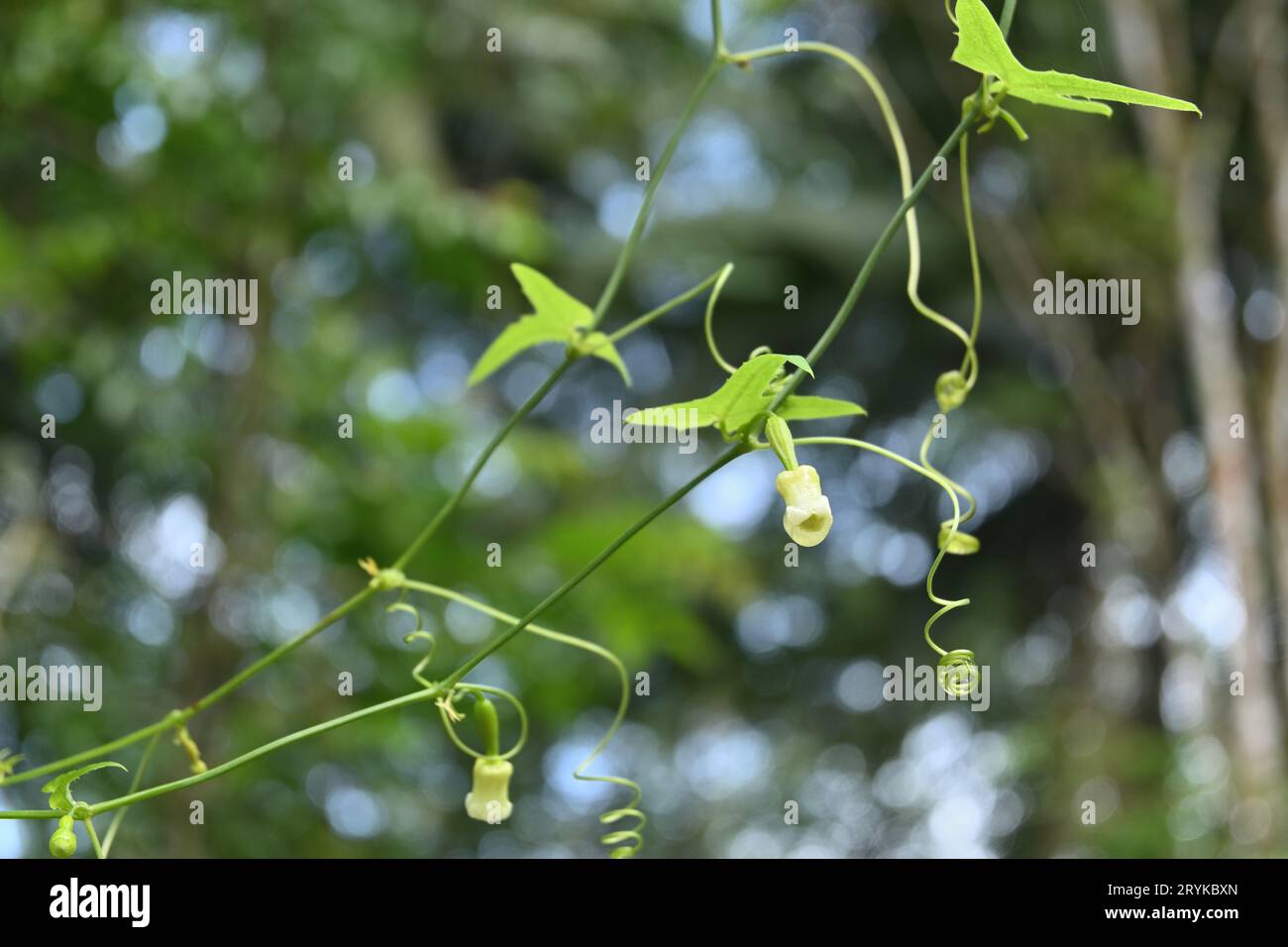 Solena genus plant hi-res stock photography and images - Alamy
