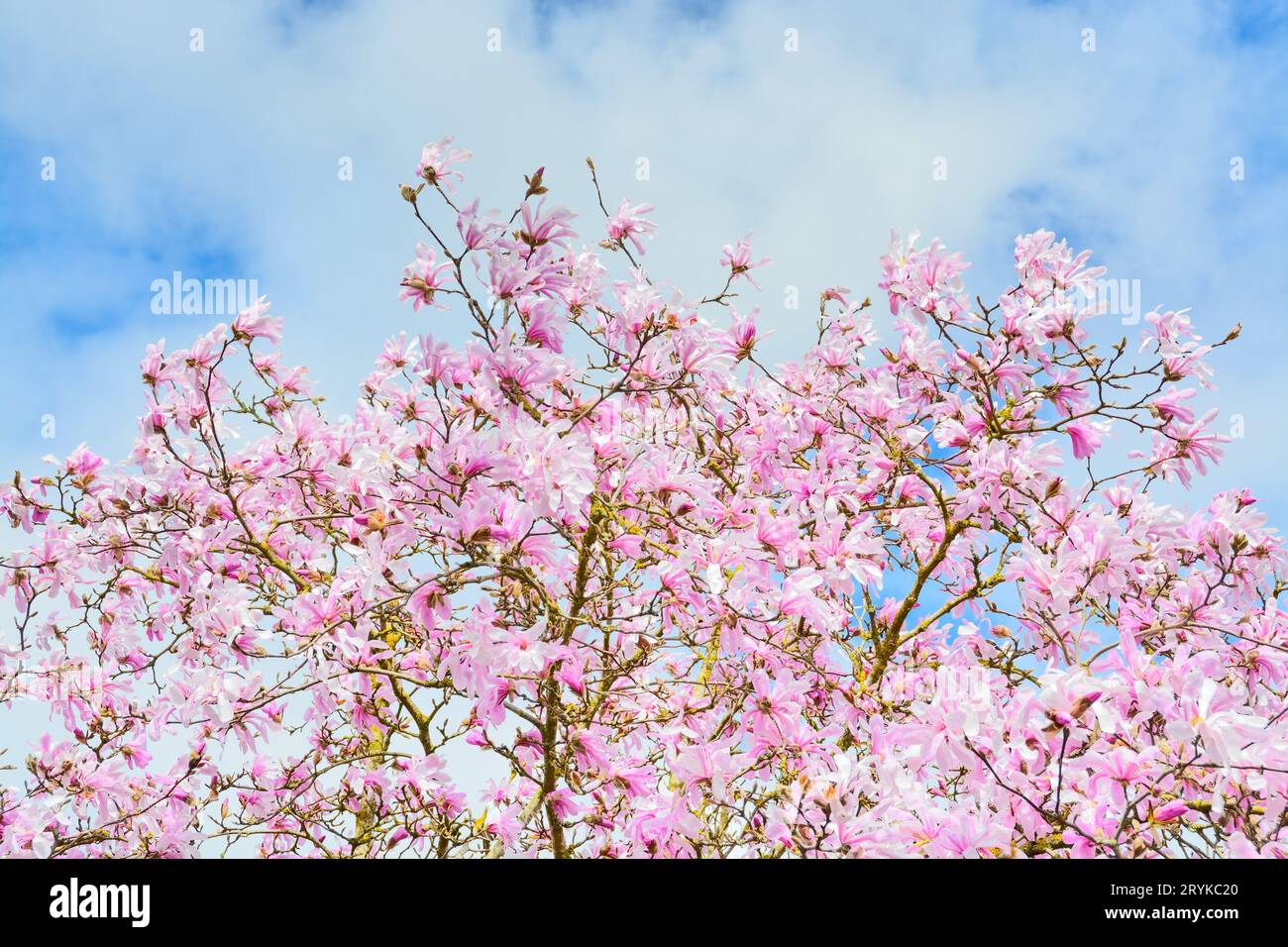 Closeup beautiful magnolia blue background hi-res stock photography and ...