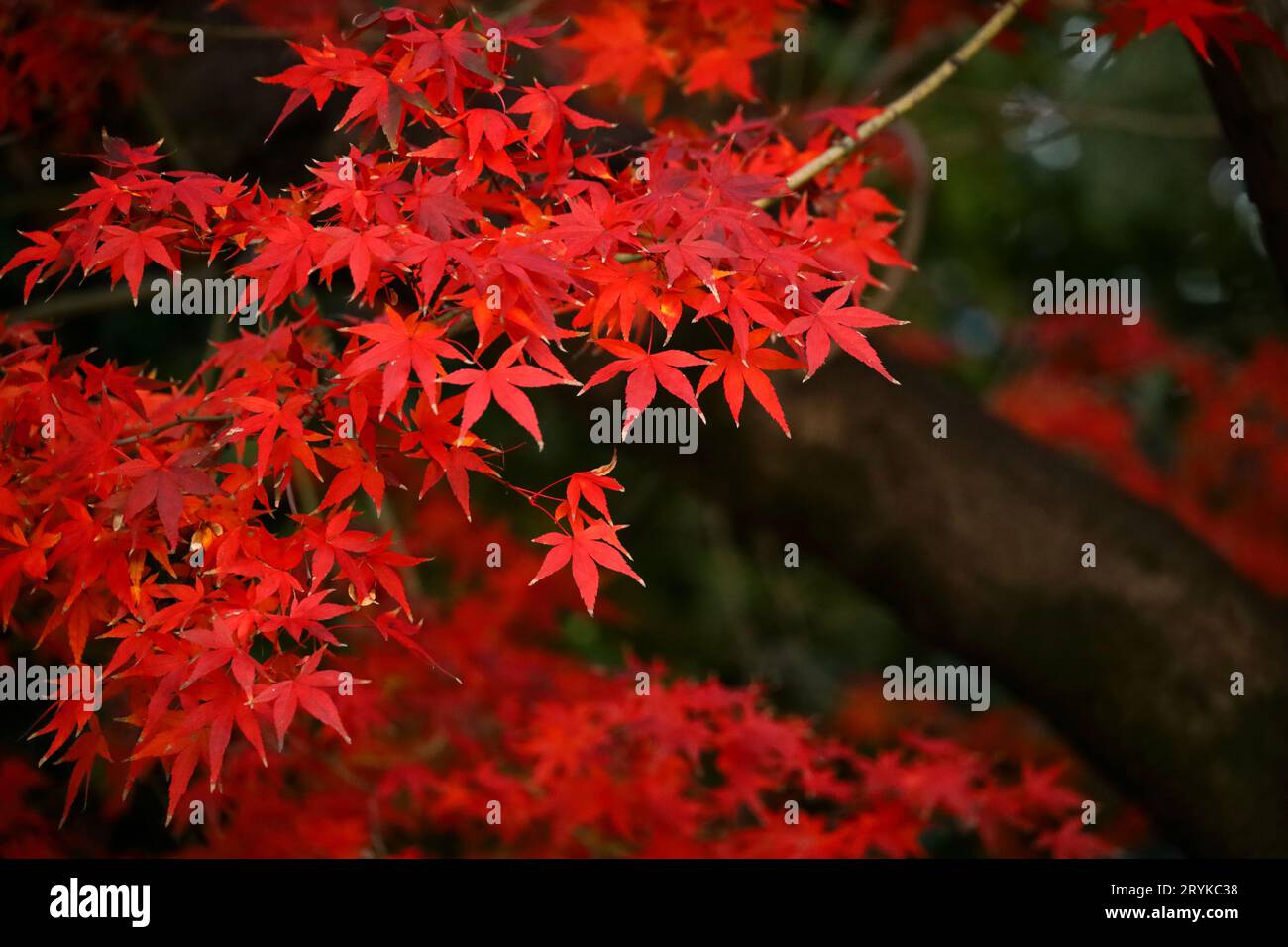 Close up photo of a maple leaf that turned red in autumn season Stock ...