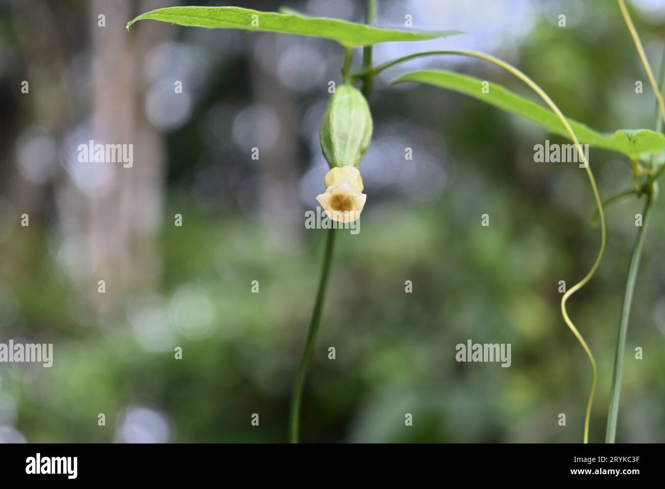 Solena genus hi-res stock photography and images - Alamy