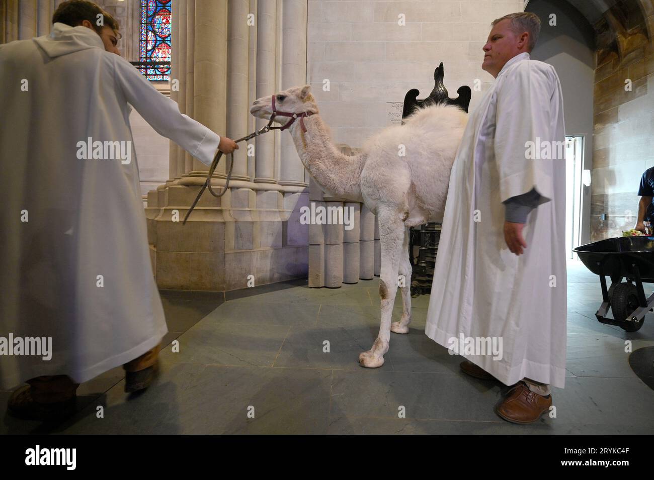 New York, USA. 01st Oct, 2023. A baby Camel attends the procession for ...