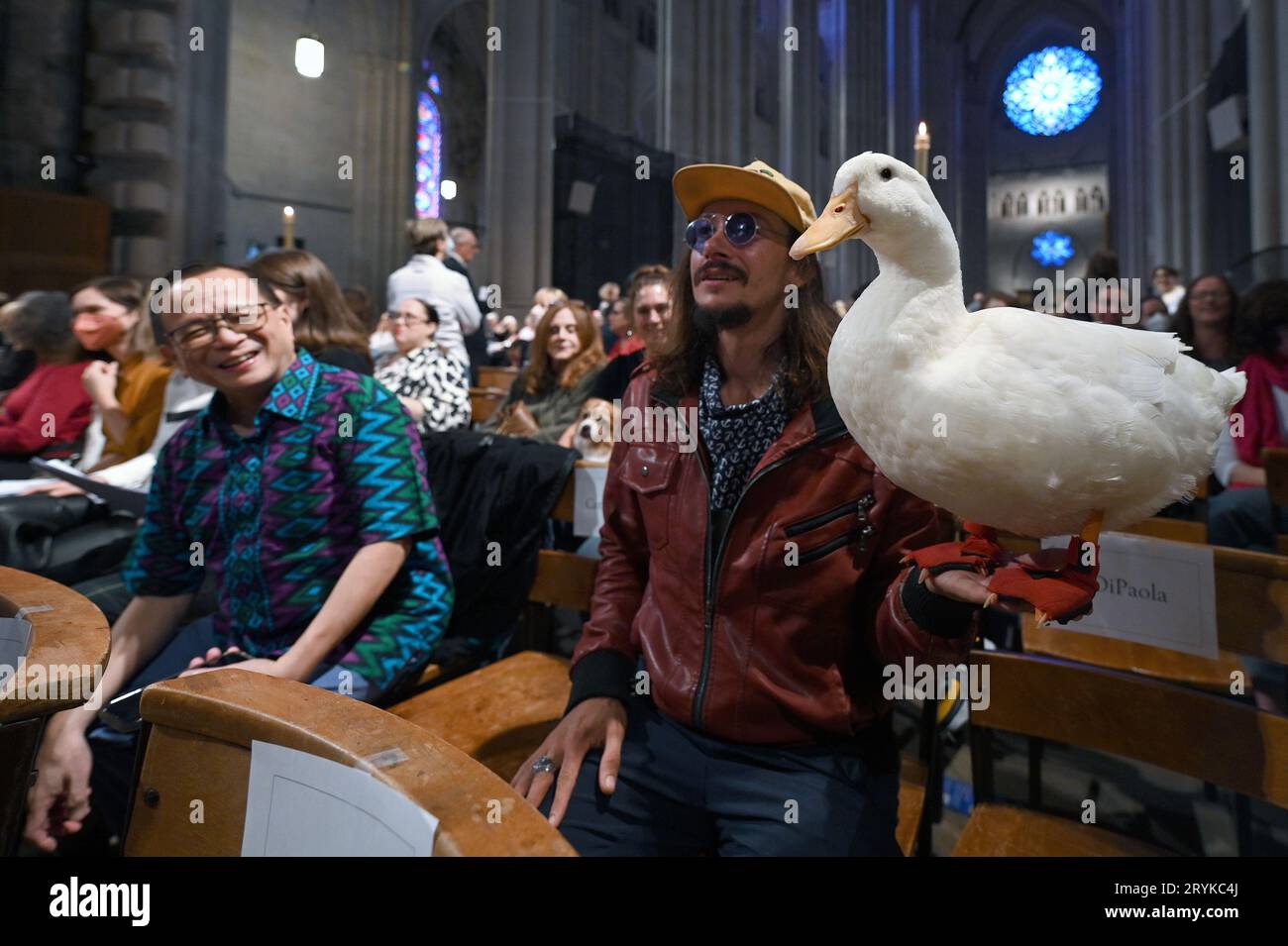 Wrinkle duck hi-res stock photography and images - Alamy