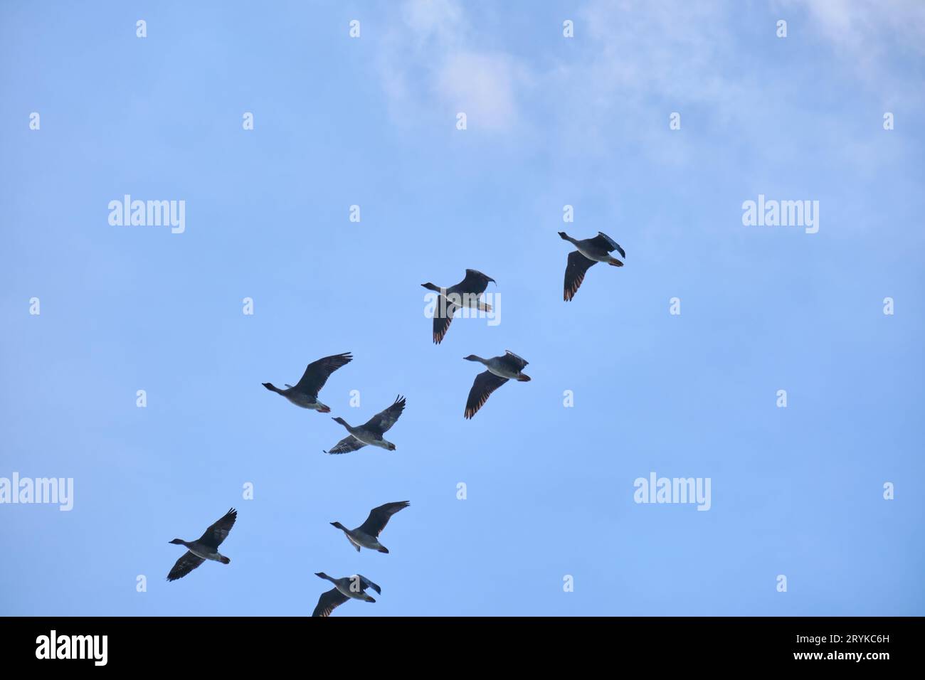 Flock of seven/eight migrating western graylag geese (Anser anser ...