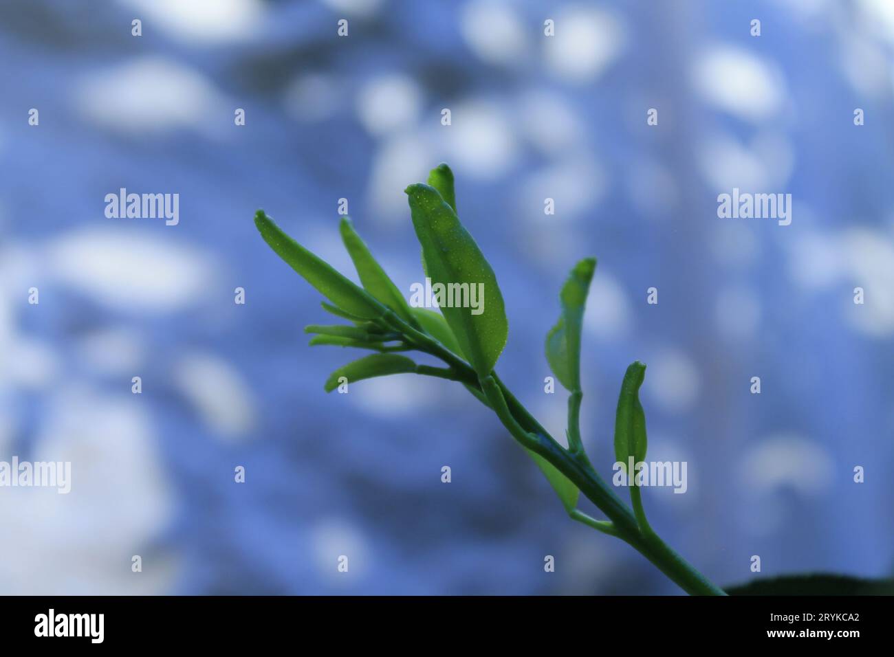 new lime green tree leaves Stock Photo - Alamy