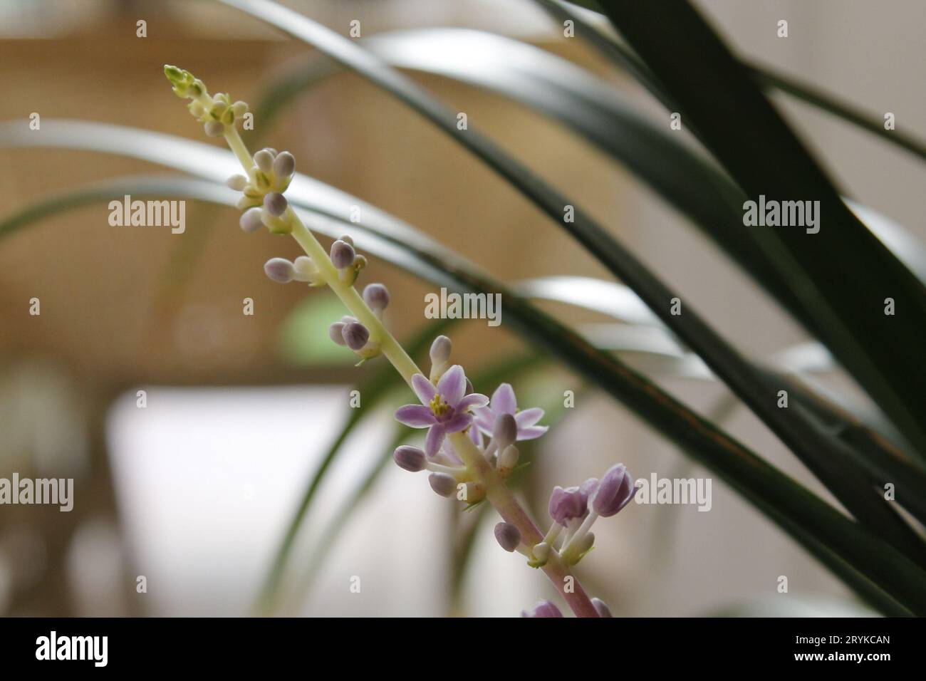 Will soon bloom hi-res stock photography and images - Alamy