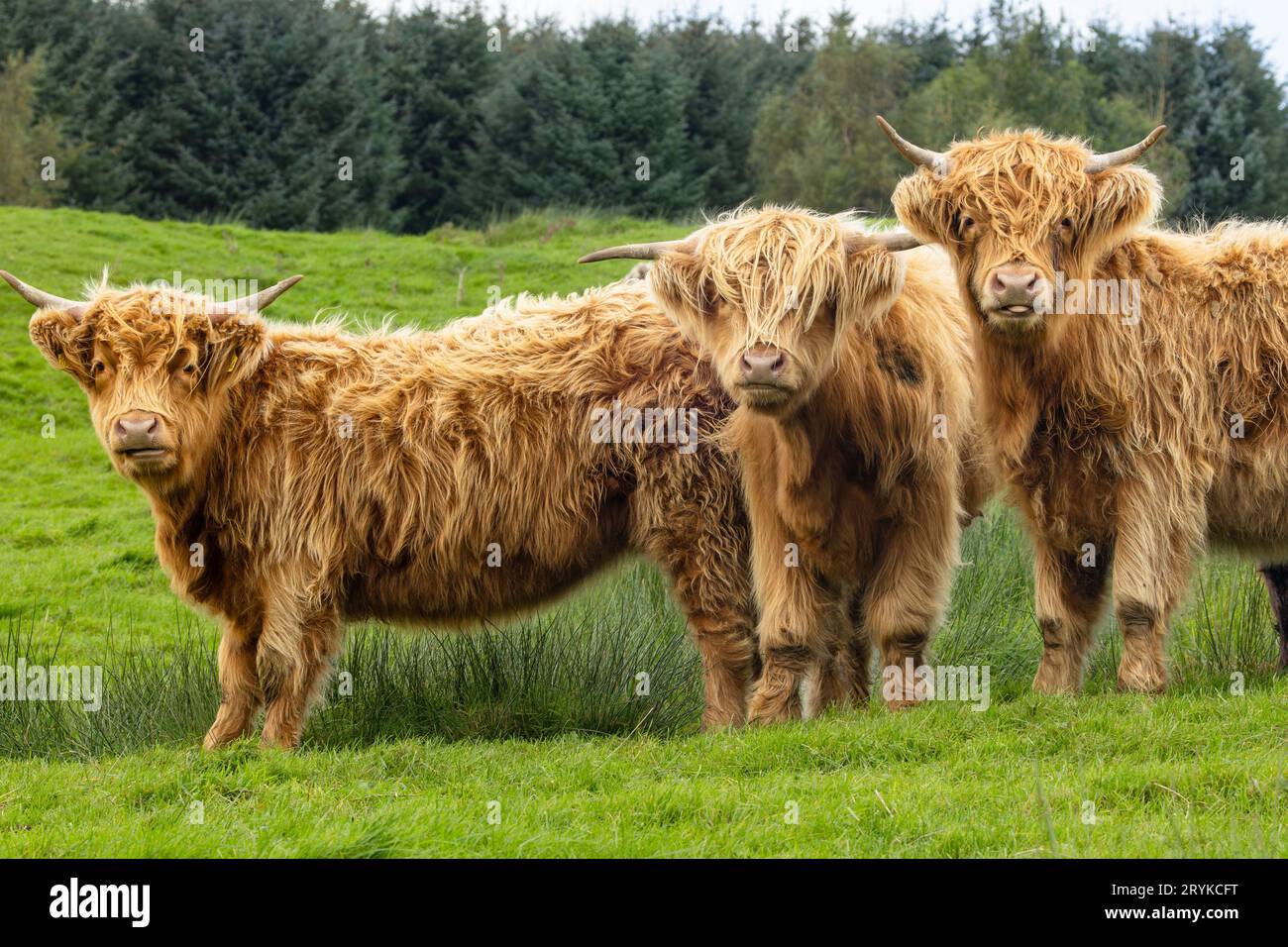Forward facing cow hi-res stock photography and images - Alamy