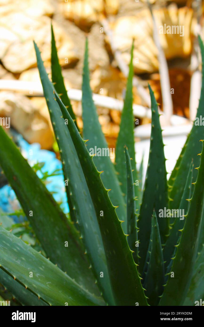 Sharp green aloe Vera cactus plant Stock Photo - Alamy