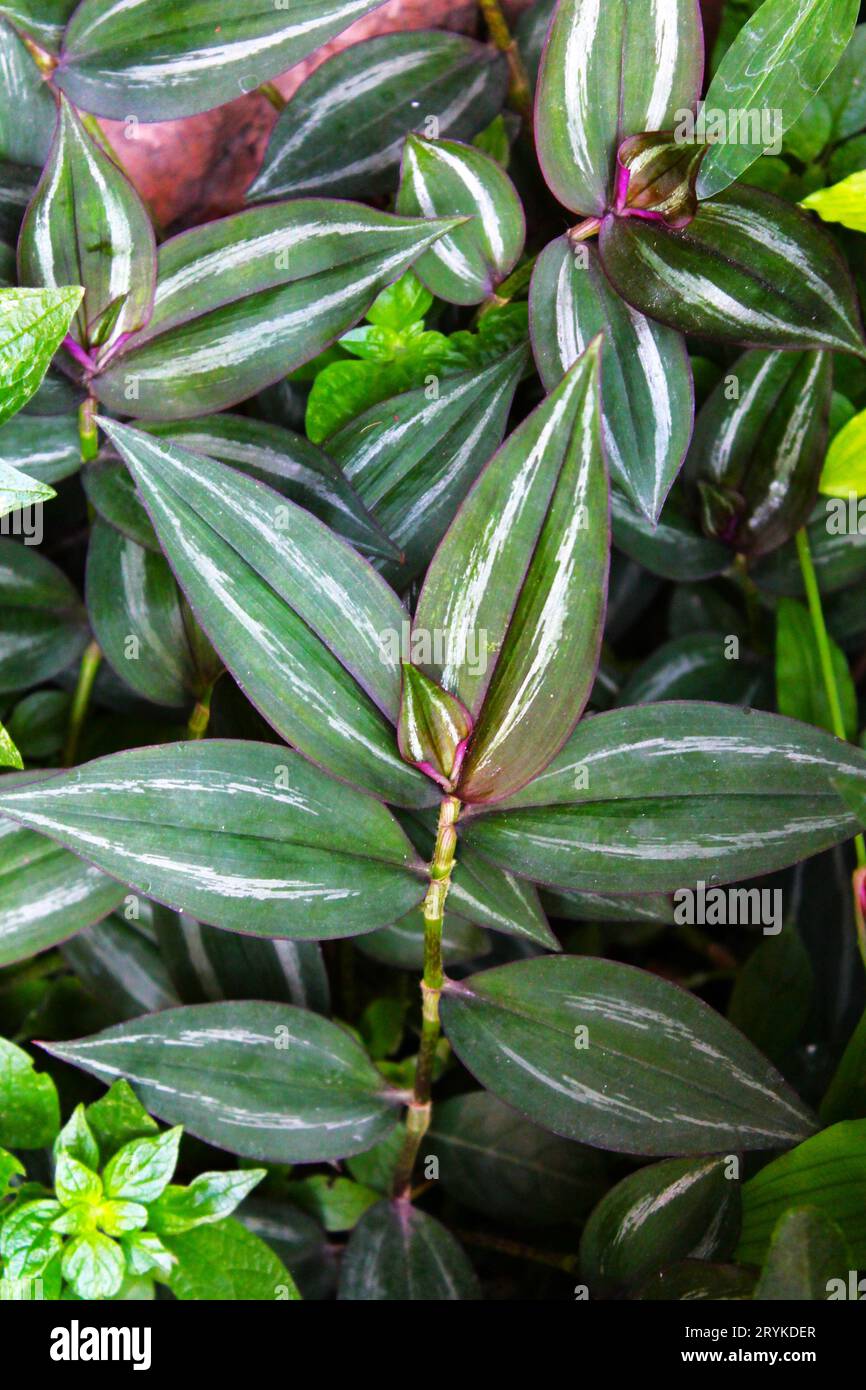 Bright distinct hi-res stock photography and images - Alamy
