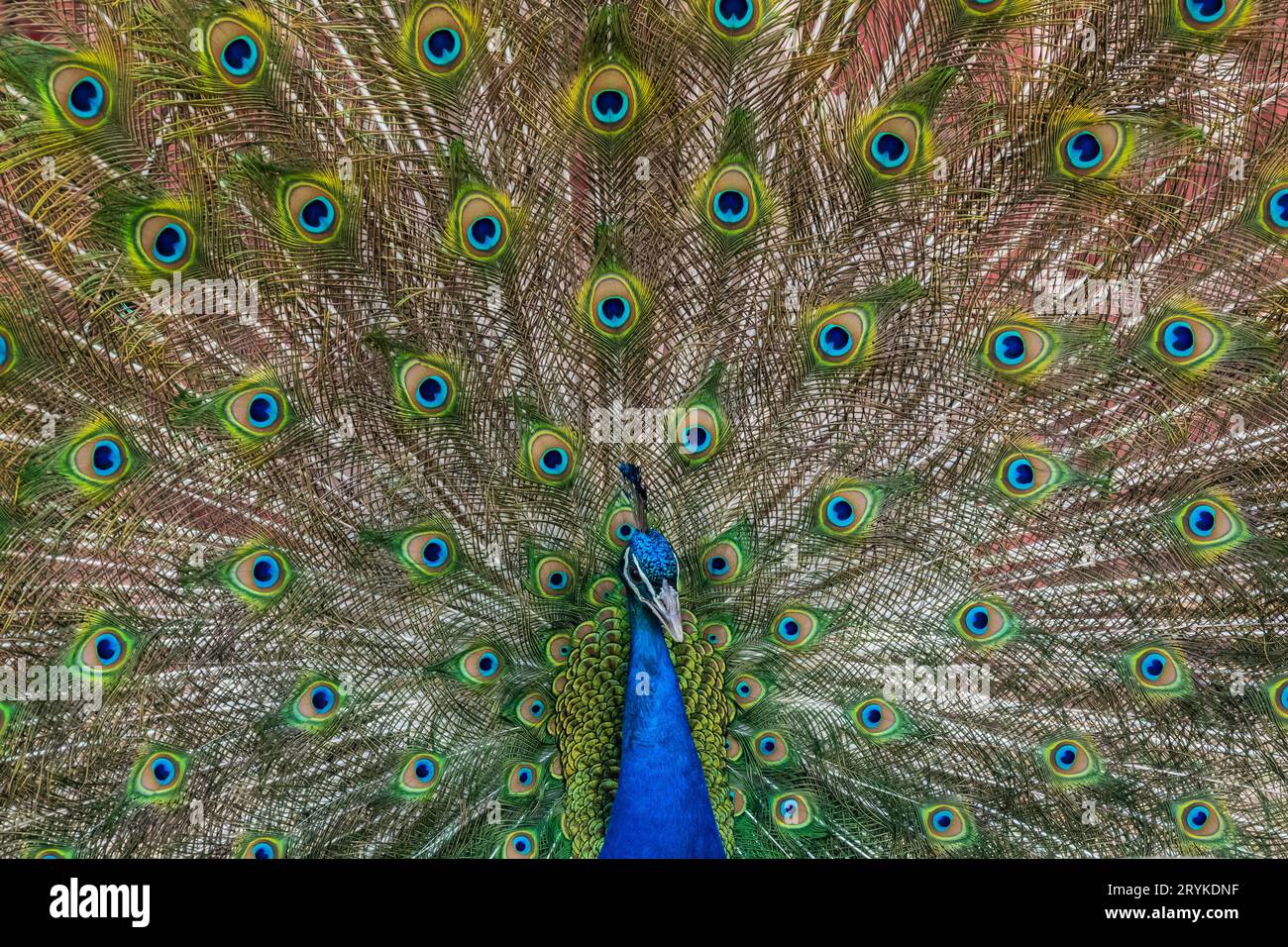 A blue and green peacock in Terry Bison Ranch, Wyoming Stock Photo - Alamy