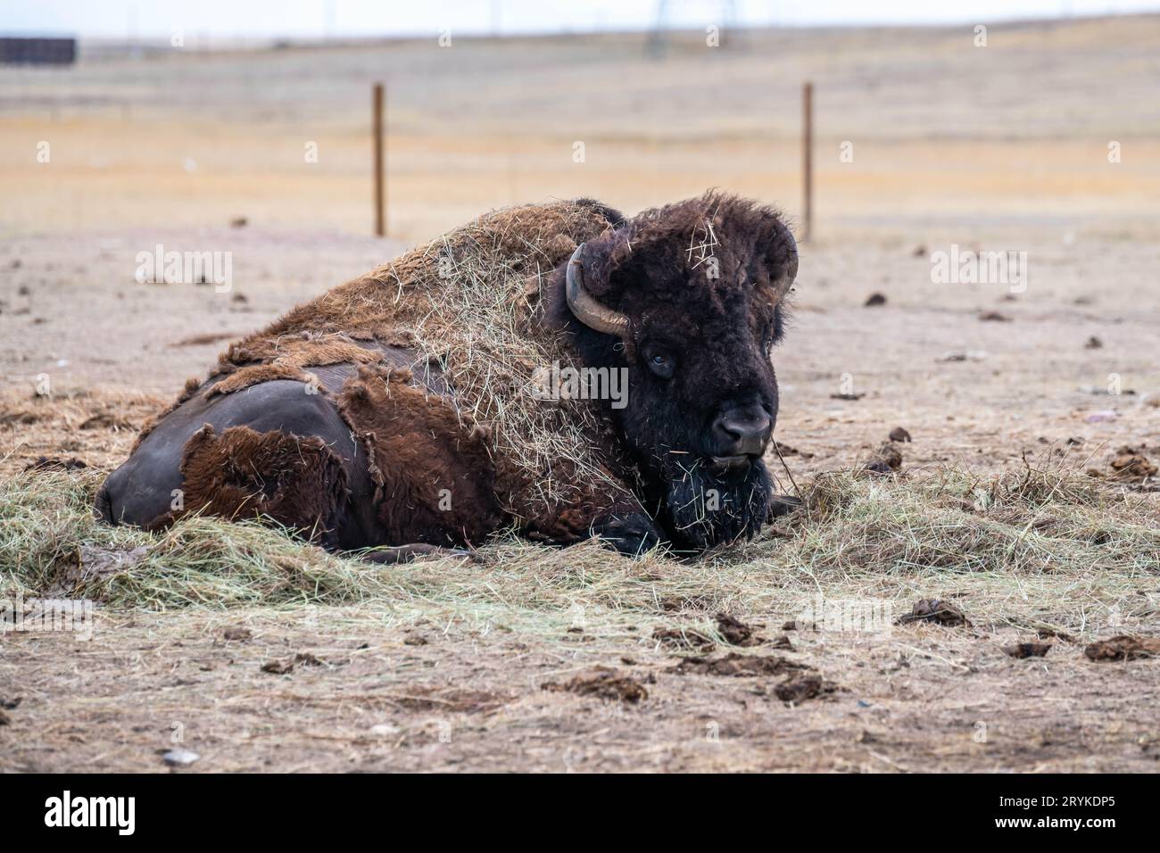 American ranch hi-res stock photography and images - Alamy