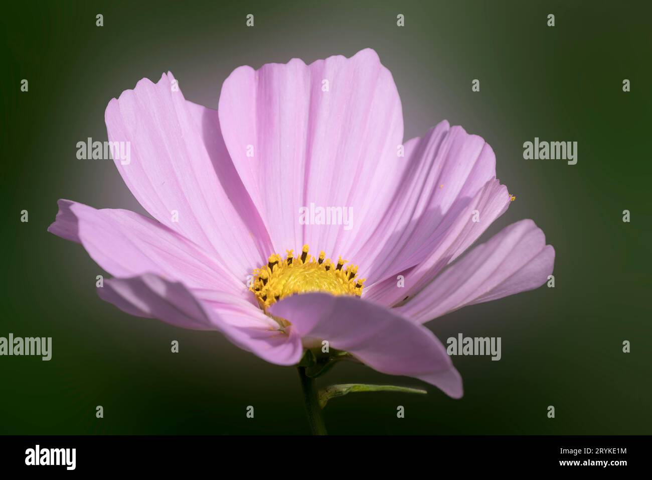 Cosmos bipinnate hi-res stock photography and images - Alamy