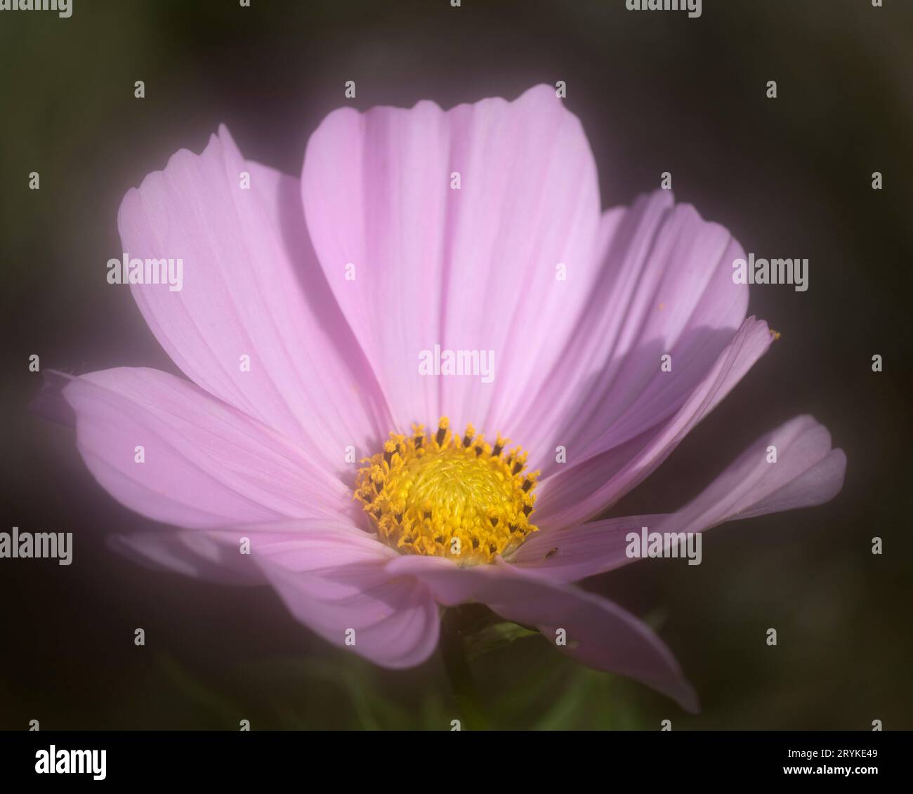 Annual daisy flower hi-res stock photography and images - Alamy