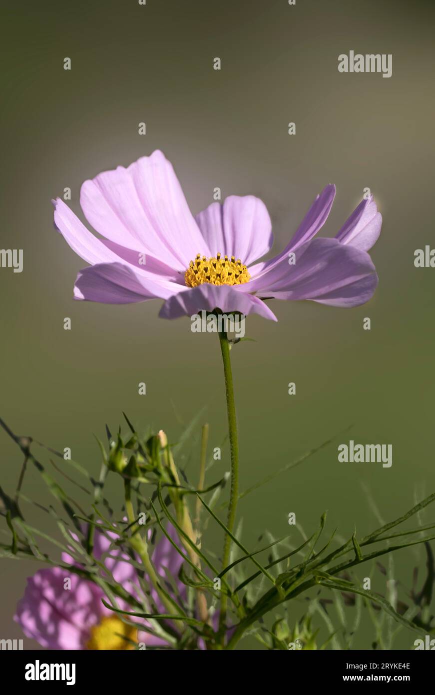 Pink Cosmos Daisy Stock Photo - Alamy