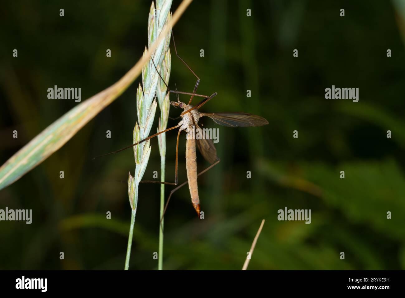 Tipula maxima Family Tipulidae Genus Tipula Large crane Mosquito wild ...