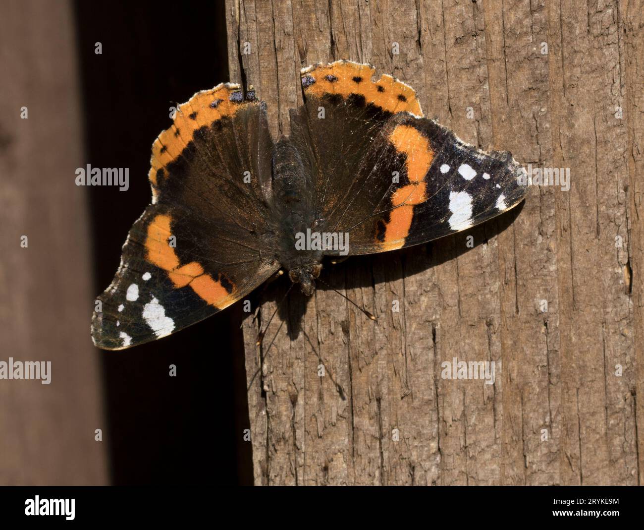 Butterfly abdomen hi-res stock photography and images - Alamy