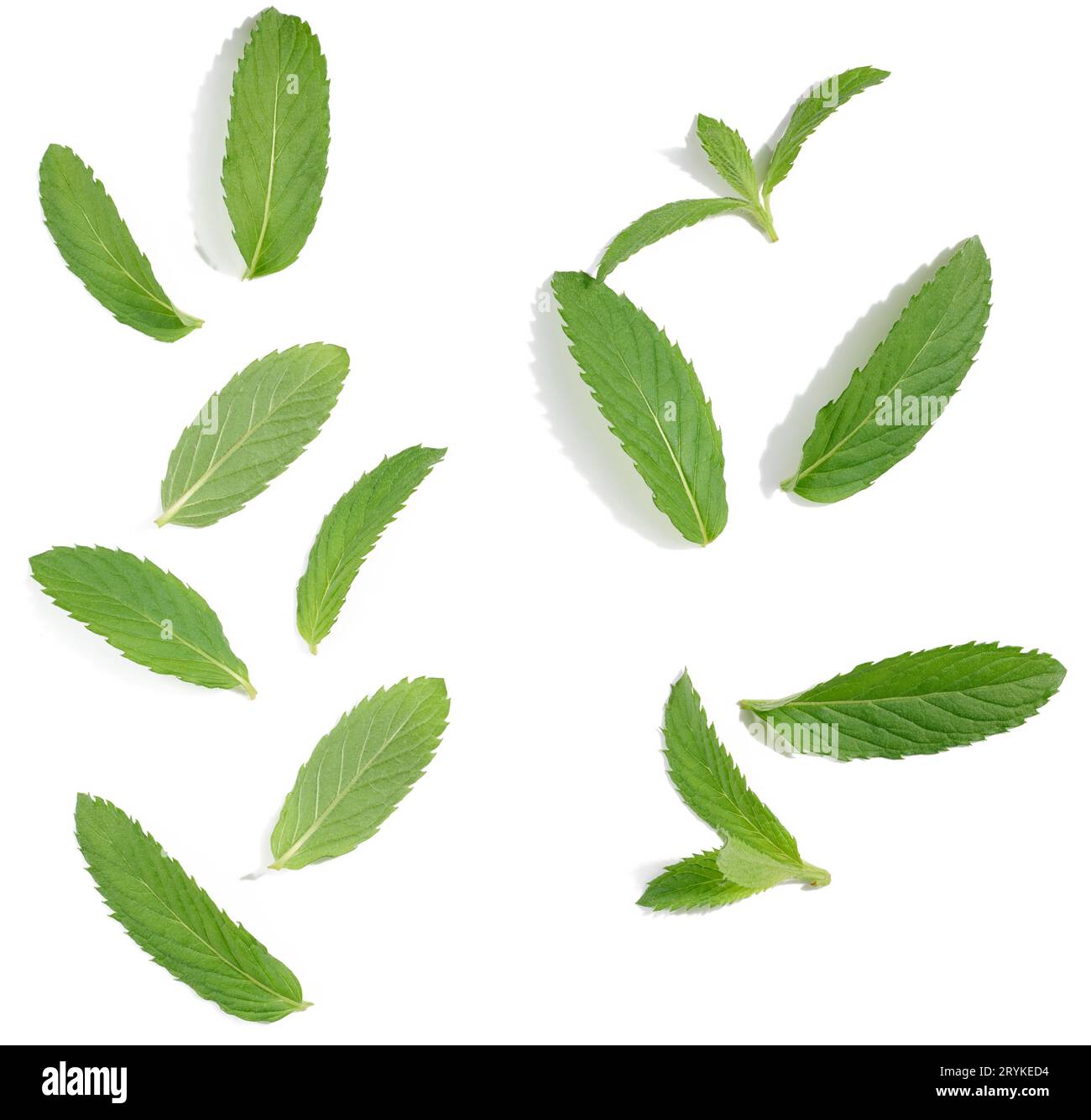 Mint leaf close up hi-res stock photography and images - Alamy