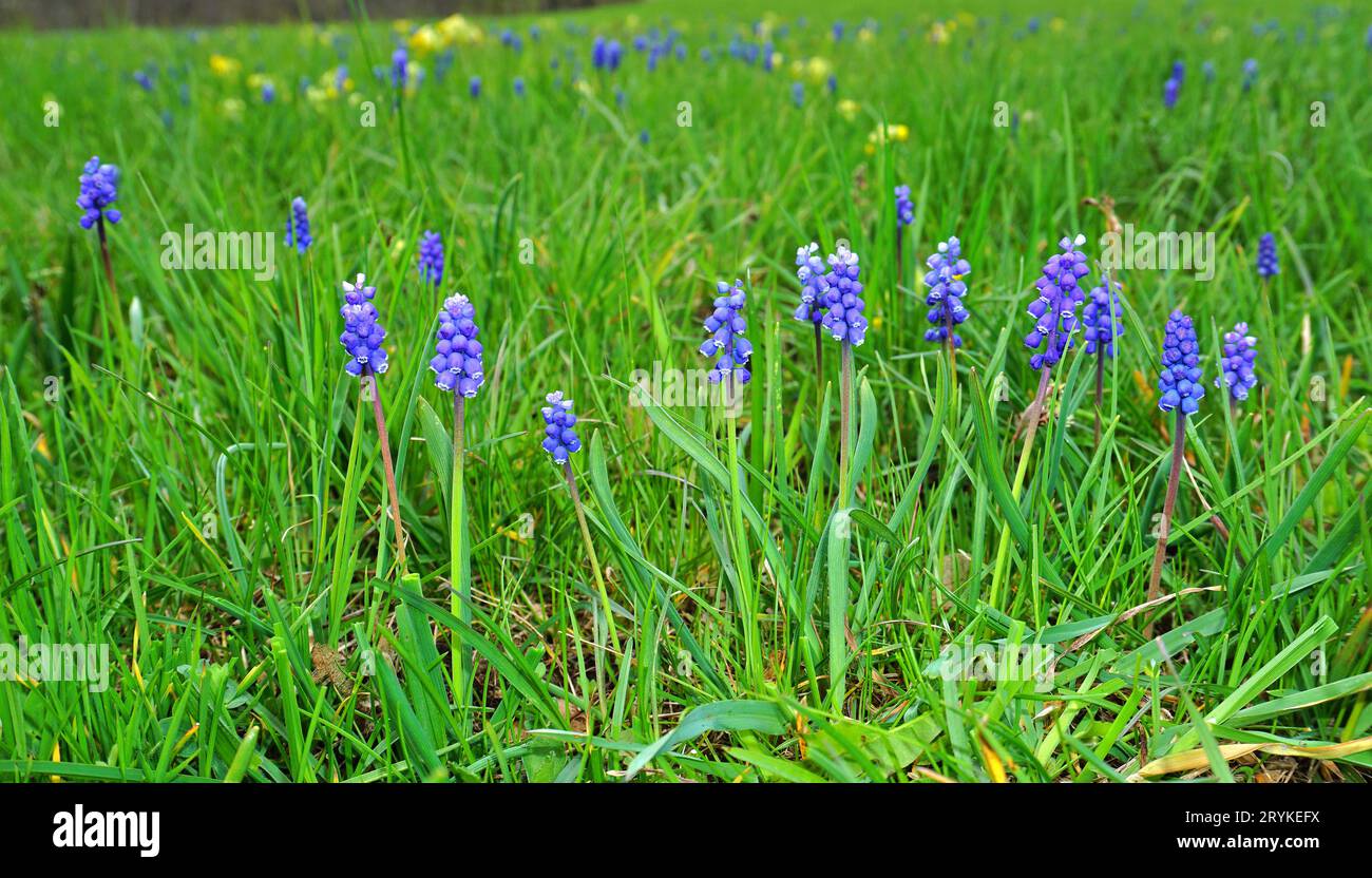 Grape hyacinth flowers muscari hi-res stock photography and images - Alamy