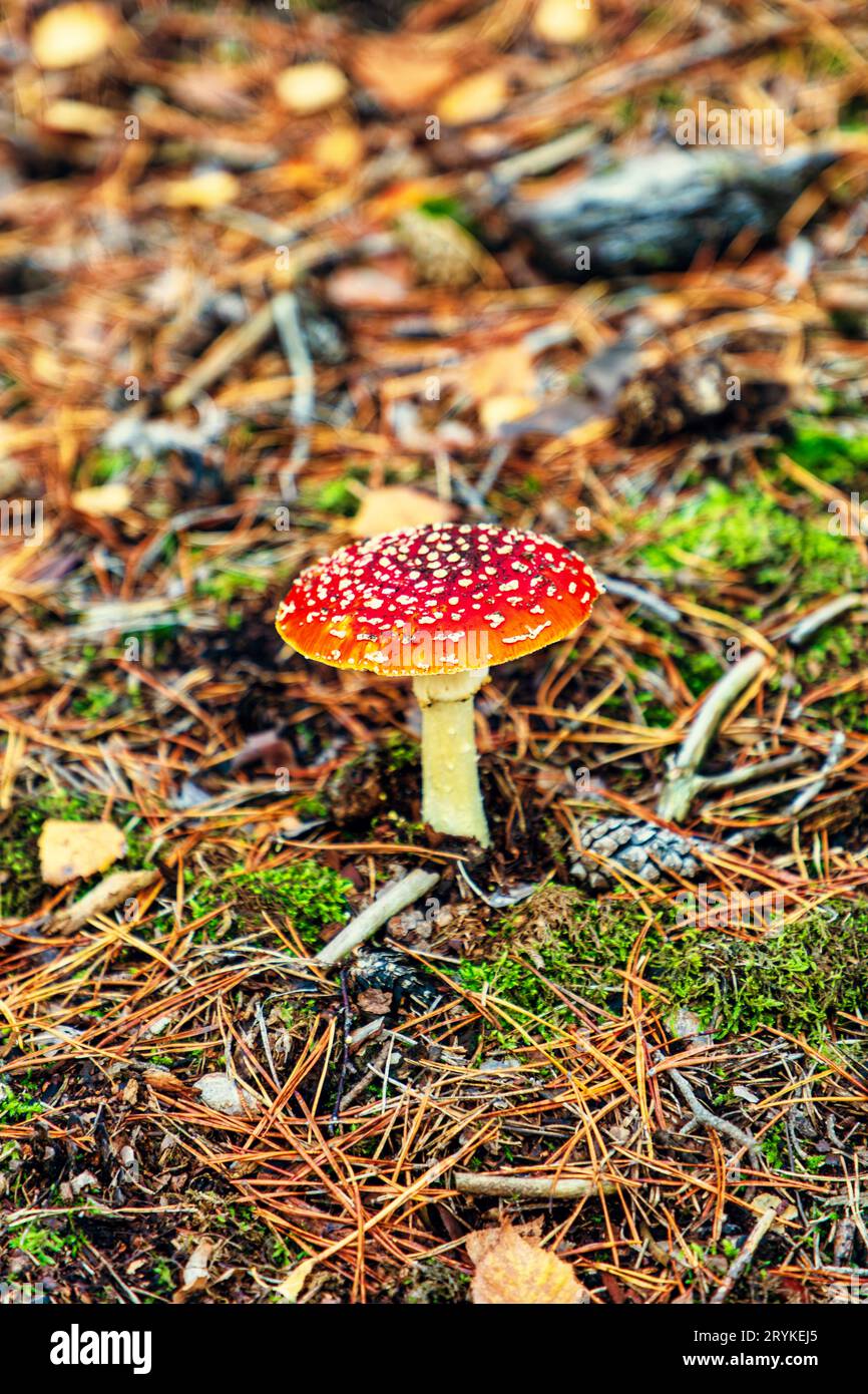 Toadstool or Amanita muscaria closeup, mushroom Stock Photo - Alamy