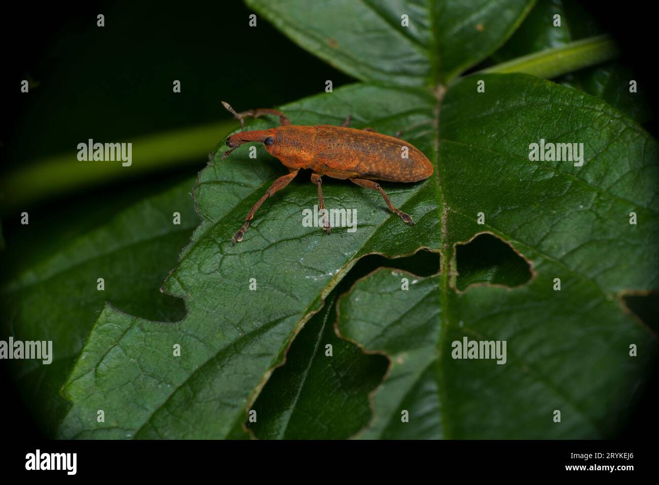Lixus bardanae Family Curculionidae Genus Lixus Weevil beetle wild ...