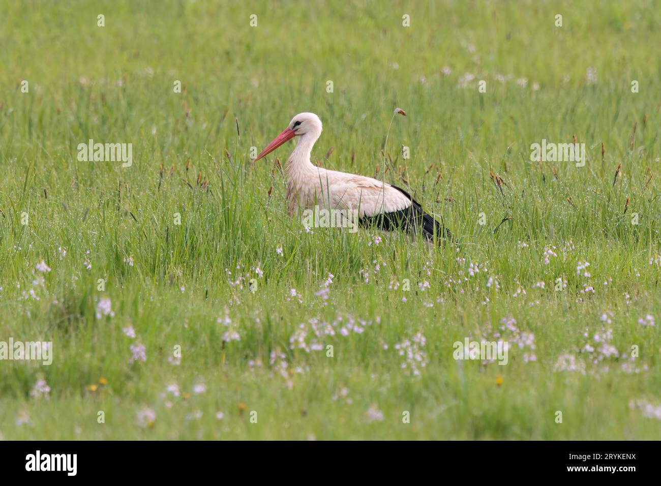 White stork wandering in spring flower meadow Stock Photo - Alamy