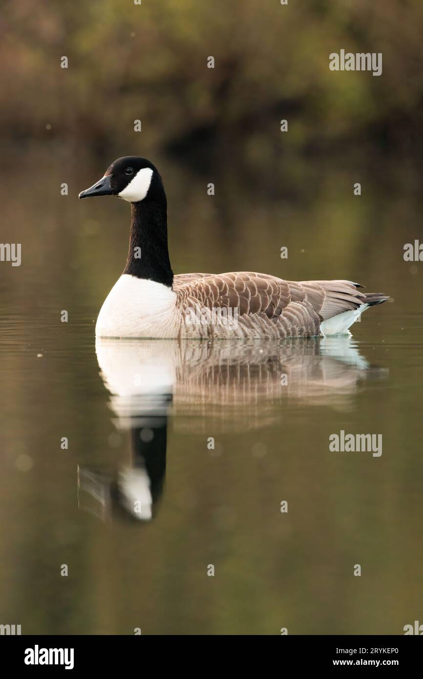 Canada goose beak hi-res stock photography and images - Alamy