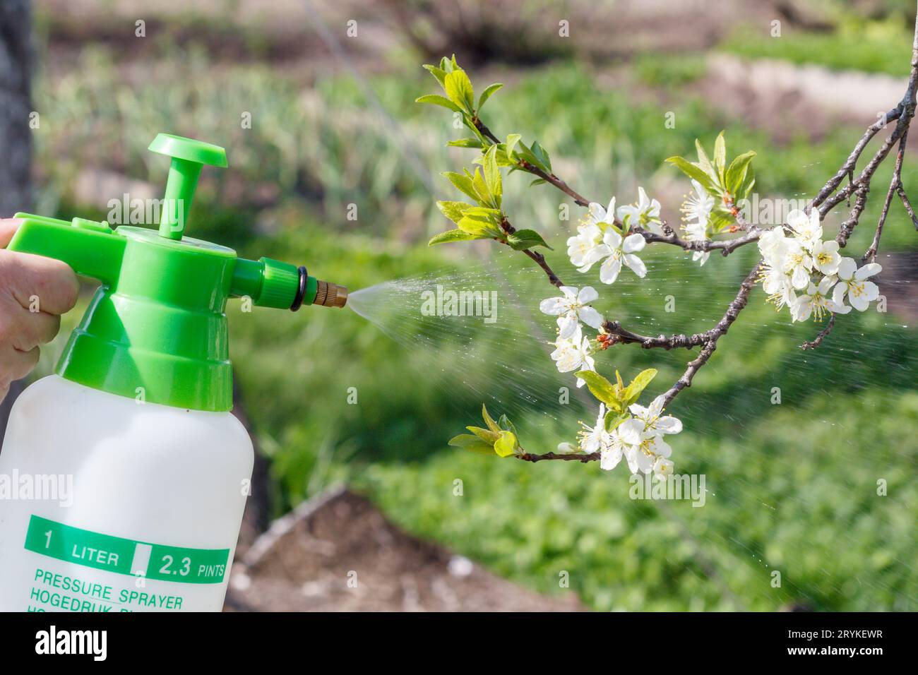Sprinkling flower hi-res stock photography and images - Alamy