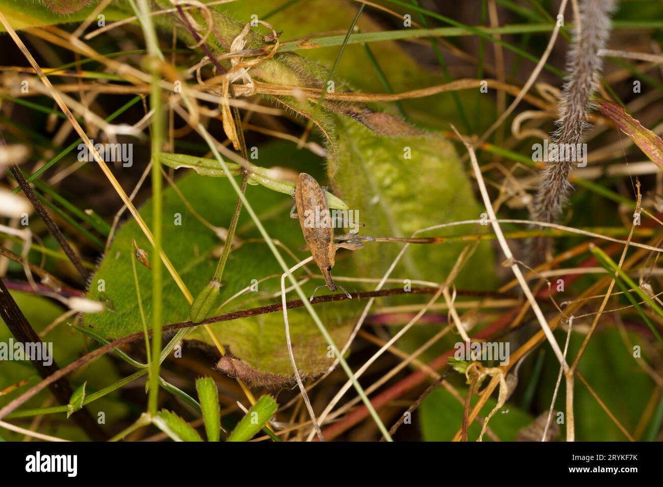Lixus bardanae Family Curculionidae Genus Lixus Weevil beetle wild ...