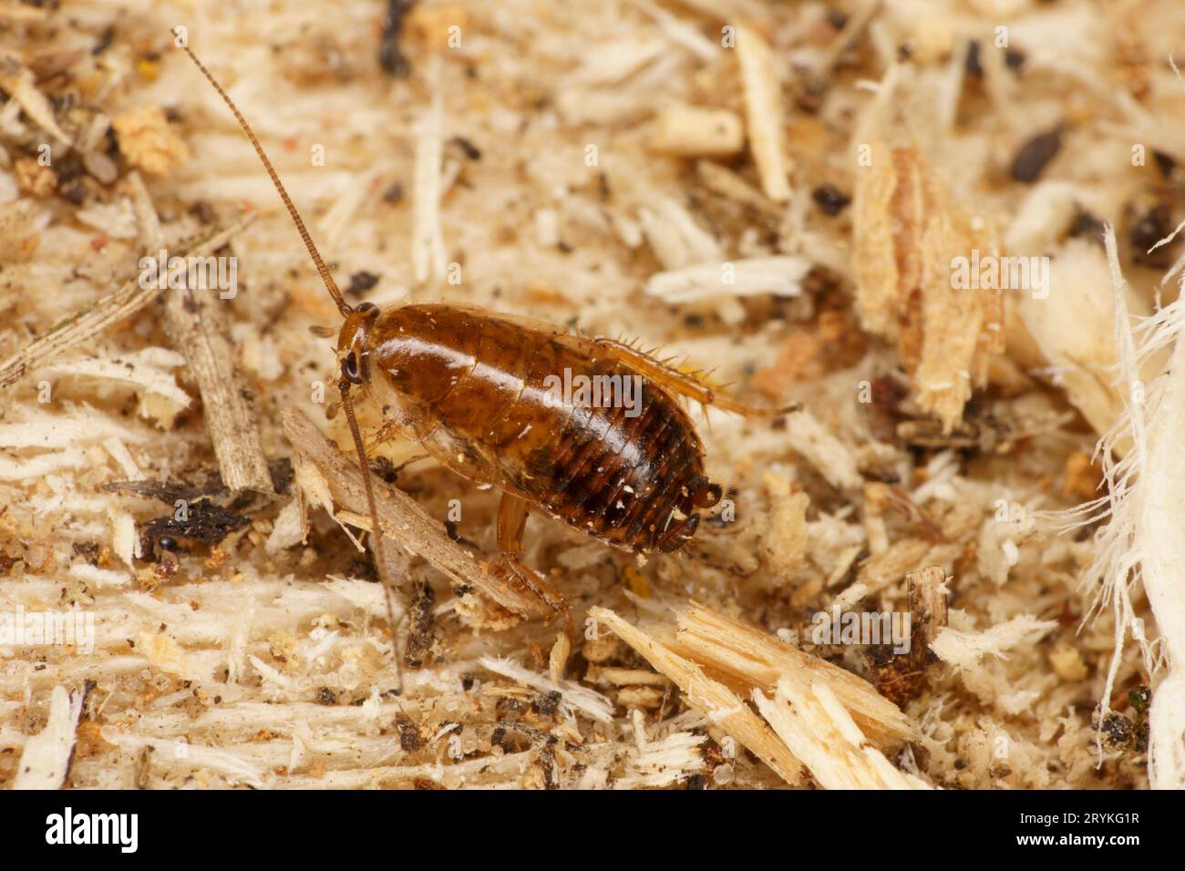 Ectobius lapponicus Family Ectobiidae Genus Ectobius Dusky cockroach ...