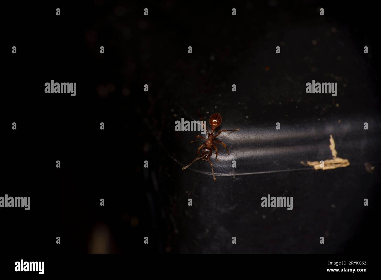 Family Formicidae Genus Myrmica ant wild nature insect wallpaper ...