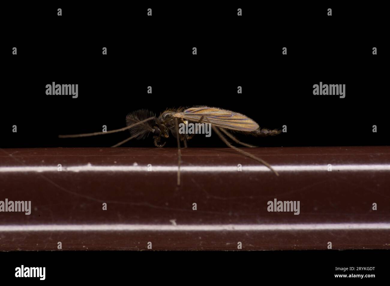Family Chaoboridae Phantom midge Glassworm Mosquito wild nature insect ...