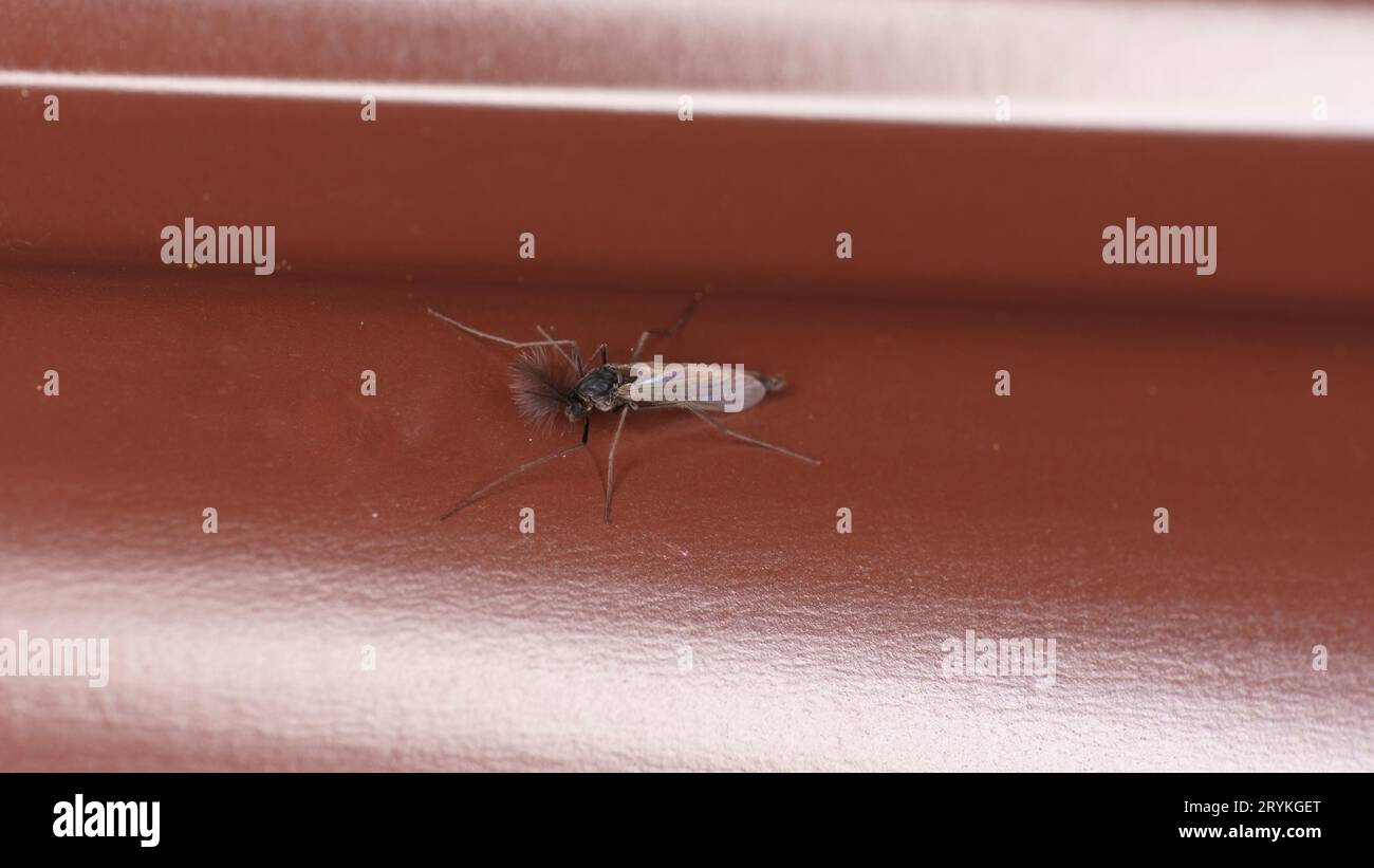 Family Chaoboridae Phantom midge Glassworm Mosquito wild nature insect ...