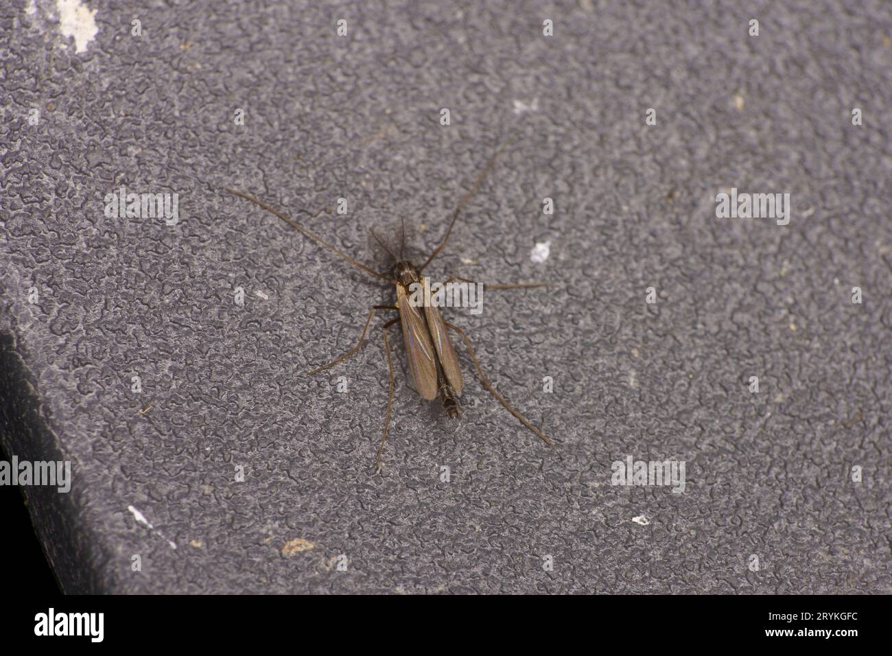 Family Chaoboridae Phantom midge Glassworm Mosquito wild nature insect ...