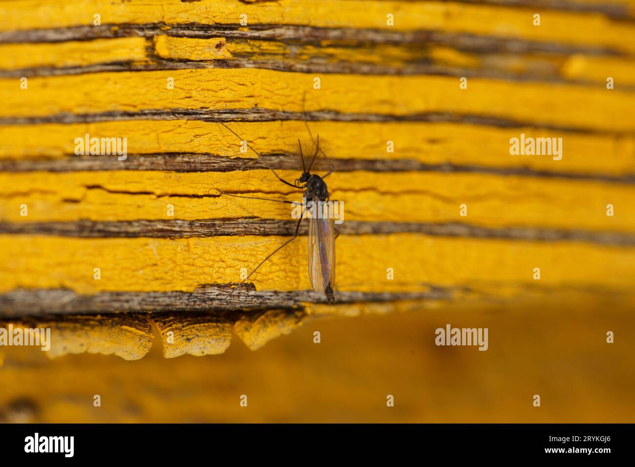 Family Chaoboridae Phantom midge Glassworm Mosquito wild nature insect ...