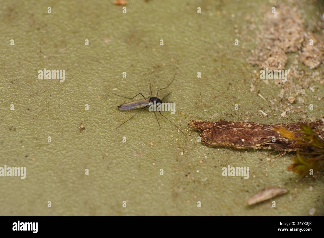 Family Chaoboridae Phantom midge Glassworm Mosquito wild nature insect ...