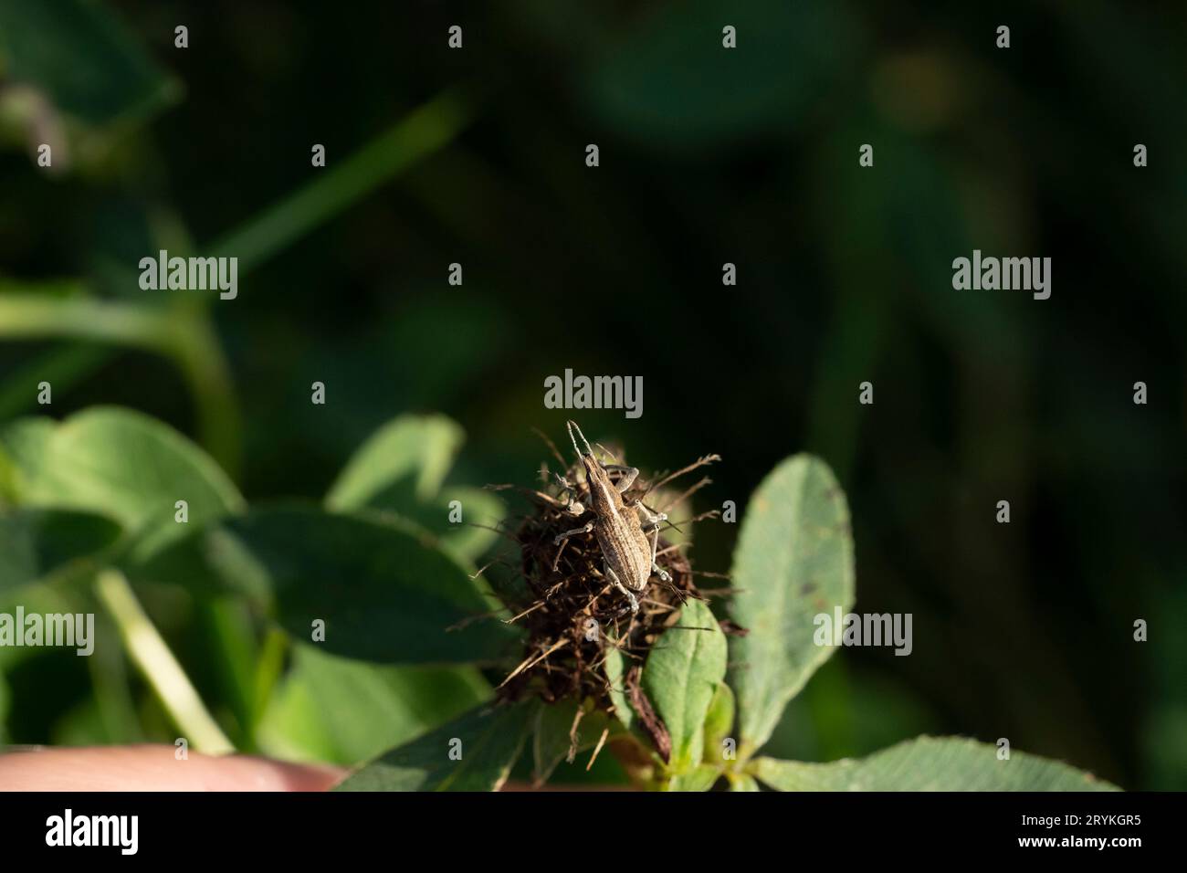 Sitona gressorius Family Curculionidae Genus Sitona Charagmus ...