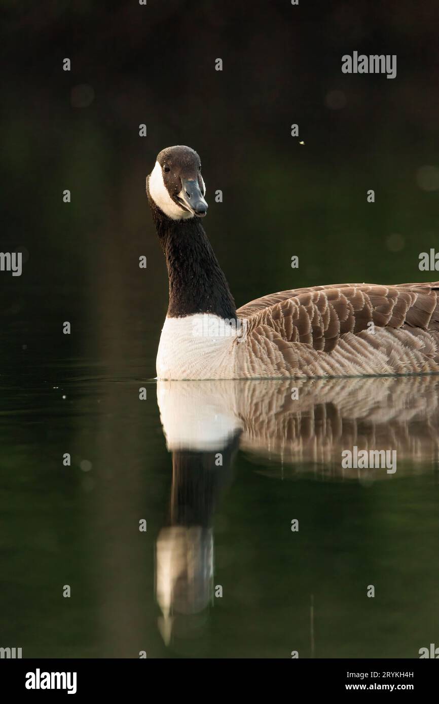 Black duck goose swimming on hi-res stock photography and images - Alamy