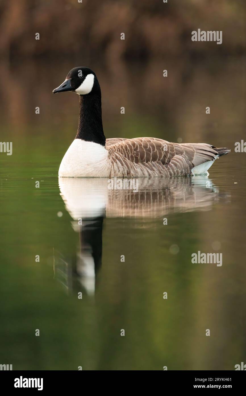 Beautiful canada goose swimming hi-res stock photography and images - Alamy