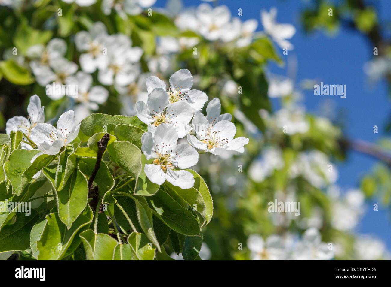 Period floral hi-res stock photography and images - Alamy